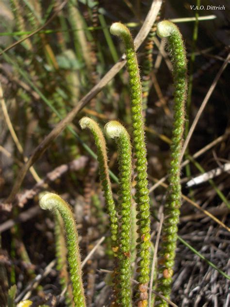 Flickriver Most Interesting Photos Tagged With Monilophytes