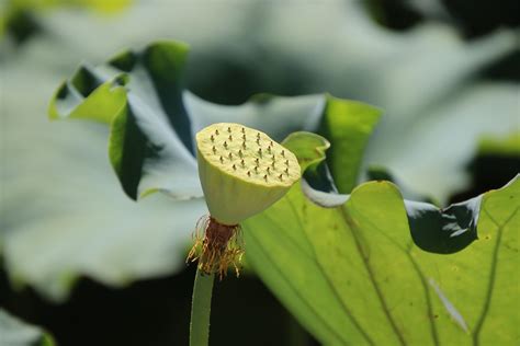 로터스 종자 꼬투리 수생 식물 Pixabay의 무료 사진
