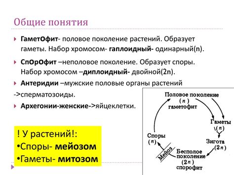 Жизненные циклы водорослей споровых растений презентация онлайн
