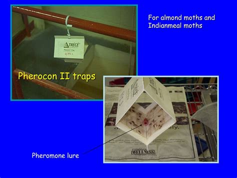 Ppt Detection And Monitoring Of Stored Grain Insects Powerpoint