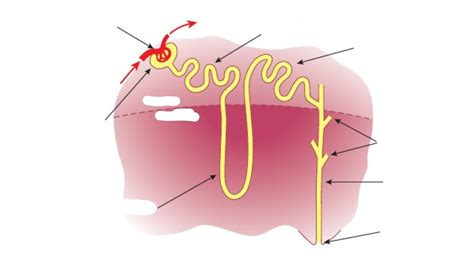 IGCSE Biology Diagrams Nephron Structure Diagram Quizlet