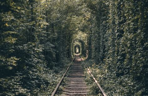 Free Photo Railway Tunnel Of Trees And Bushes Tunnel Of Love