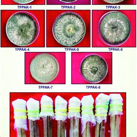 The Pure Culture Of Trichoderma Isolates Download Scientific Diagram