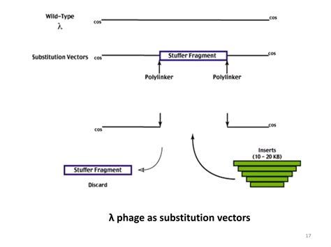 Lectut Btn 202 Ppt L4 Bacteriophage Lambda And M13 Vectors 1 Pptx