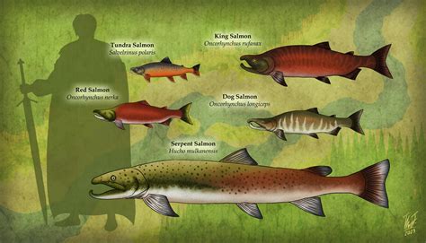 Anadromous Salmonids Of Mulkan Basin By Thejuras On Deviantart
