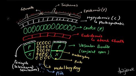 Ncert Class 11 Biology Dicot Stem Anatomy And Transverse Section Diagram