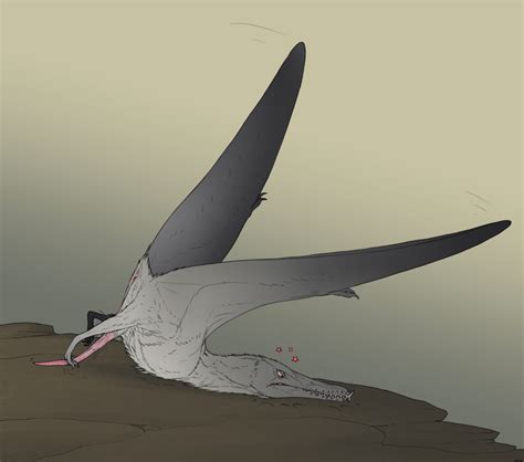 Rule 34 Absurd Res Ambiguous Species Anus Ass Up Belly Black Wings