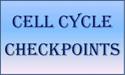 Cell Cycle Checkpoints