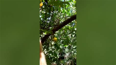 სასწაული ყვითელი ხილი კარამბოლა🥰🥰🥰Карамбола Youtube