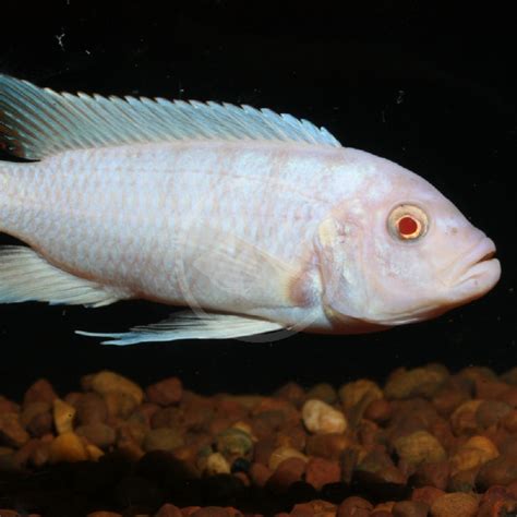 Cichlid Socolofi Snow White Chindongo Socolofi “albino” Aquatics Unlimited