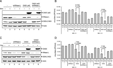 Overexpression Of Human Oas1 P42 And Oas3 P100 By An Inducible System Download Scientific