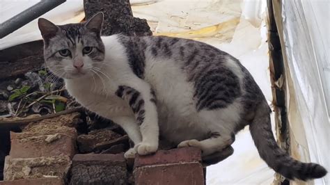 The Slow Slow Motion Cat Part3 Youtube