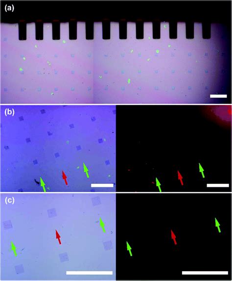 Self Limiting Multiplexed Assembly Of Lipid Membranes On Large Area