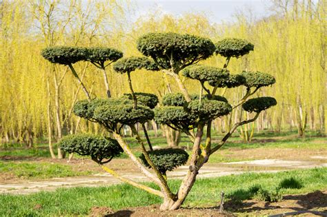 Topiary Trees Trees Range Ebben Nurseries