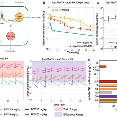 Two Compartment Bispecific Tmdd Pk Model For The Antimertk Pd L1