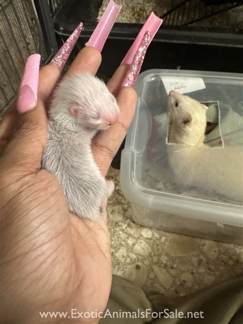 Ferret Kits For Sale