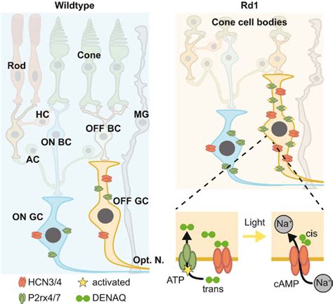 Figure 1 From Restoring Vision To The Blind With Chemical Photoswitches