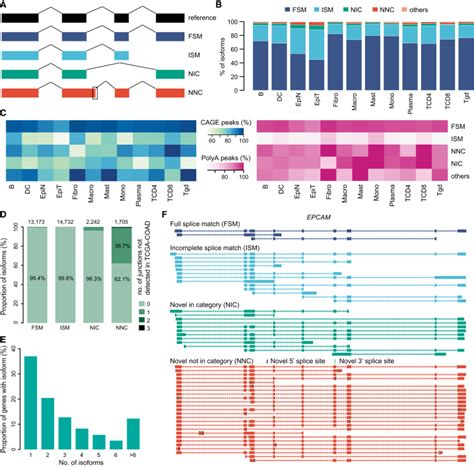An Isoform Resolution Transcriptomic Atlas Of Colorectal Cancer From