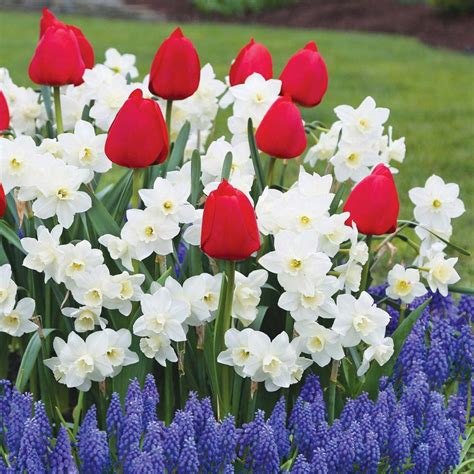 Assorted Spirited Spring Collection 140 Count Longfield Gardens