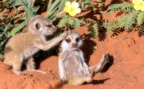 Meerkat Facts Size Habitat Pictures And More