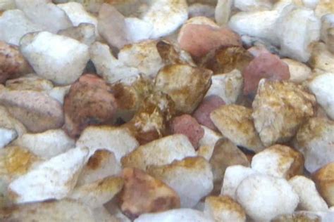 How To Remove Brown Algae Diatoms In Freshwater Tanks Shrimp And