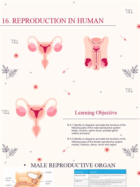 Igcse Chap 16 Reproduction In Human Pdf