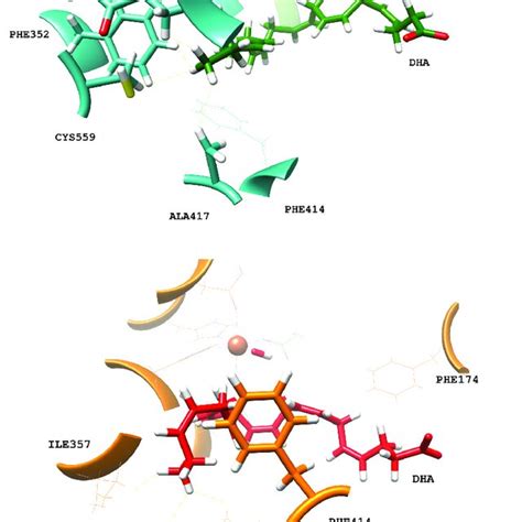 Dha Binding Mode In The Closed In Green And The Open In Red