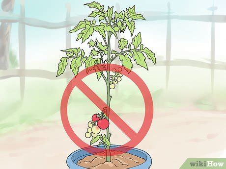 How To Prune Patio Tomatoes 10 Steps With Pictures WikiHow