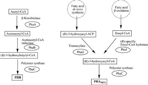 Biosynthetic Pathways For The Pha Synthesis Download Scientific Diagram