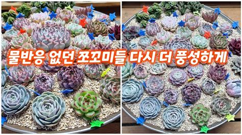물반응 없던 아이들 다시 뿌리 내리고 풍성하게 합식해요 💕 Youtube