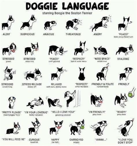 How To Read Your Dog’s Body Language | Boston Terrier/Pug Mix - Buggs ...