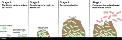 Formation Of Biofilm In Industrial Cooling Water System Download Scientific Diagram