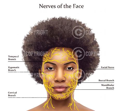 Nerves Of The Face Lisa Digital Download Nita Mcevoy