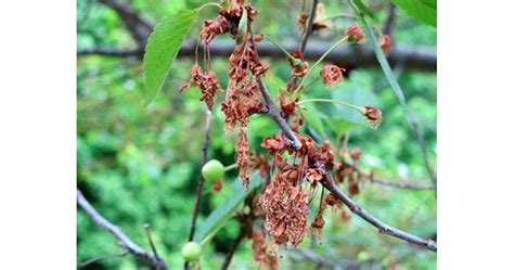 Срещу какво да пръскате овошките Български Фермер