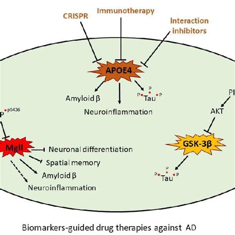 Schematic Of Pathways Related To Biomarkers Guided Drug Therapies