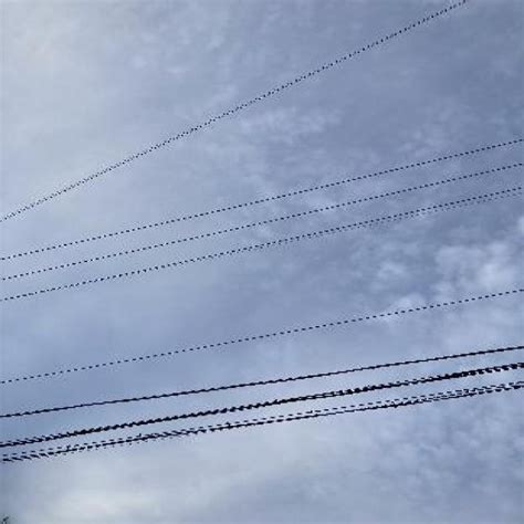 Wire Instance Segmentation Dataset By Osp Workspace