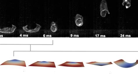 Grasshopper Like Material Designed To Leap 200 Times Its Own Thickness