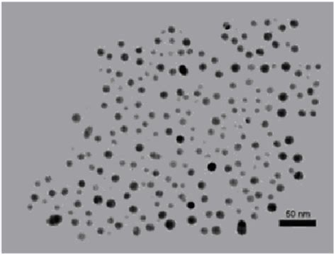 Tem Image Of Starch Capped Copper Nanoparticles Download Scientific