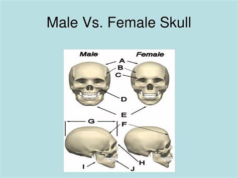 Ppt Forensic Anthropology Powerpoint Presentation Id 3778685