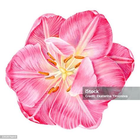 튤립은 분홍색의 큰 꽃이 만발한 꽃입니다 수술과 암술로 똑바로 봅니다 앵 초 식물 삽화 수채화로 손으로 그린 엽서 화장품 포장재 사탕 봄 방학 및 3 월 8 일 계절에 대한