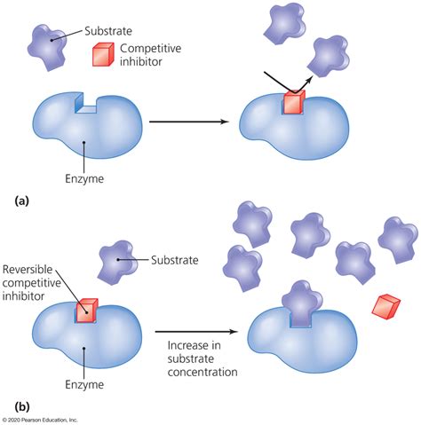 Dehydration Synthesis Diagram