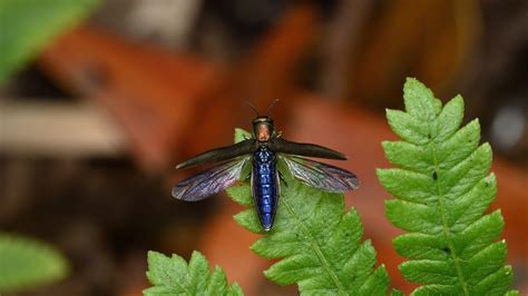 Elateriform Beetles From 308台灣新竹縣寶山鄉深井二路 On March 25 2023 At 0950 Am