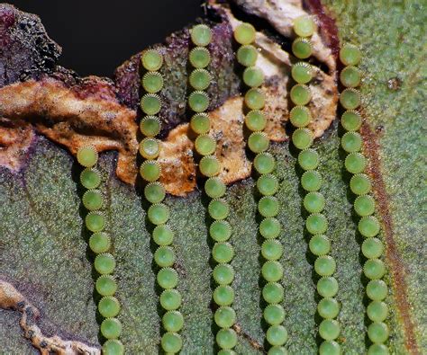 Gum Leaf Skeletonizer From Belair Sa 5052 Australia On March 22 2021 At 09 31 Am By Marianne