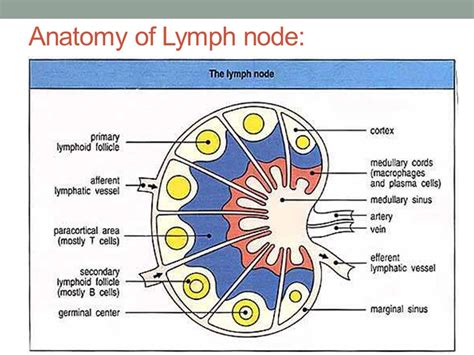 Chart Of Lymph Nodes Illustration Picture Of Lymphatic System