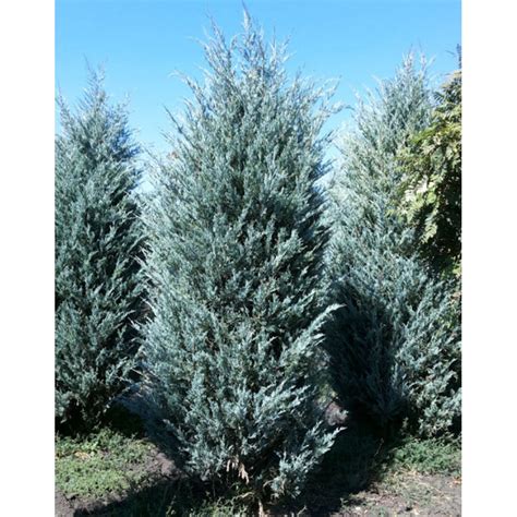 Moonglow Juniper Juniperus Scopulorum Landscape Plants Oregon