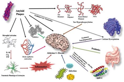 Overview Of The Molecular Modalities And Signaling Pathways Intersecting With β Amyloid And Tau