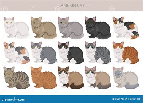 Lambkin Cat Clipart All Coat Colors Set Stock Illustration