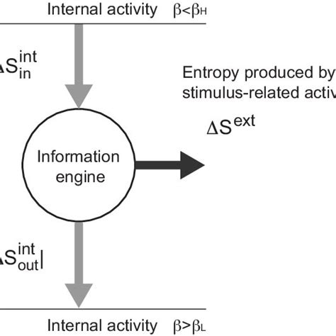 An Information Theoretic Cycle By A Neural Population Download Scientific Diagram