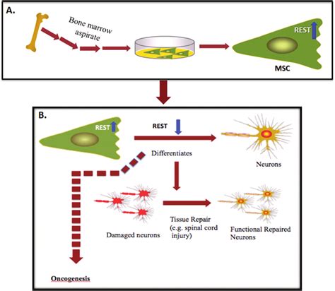 1 Shown Is The Differentiation Of Mscs Into Neurons A Mscs Are