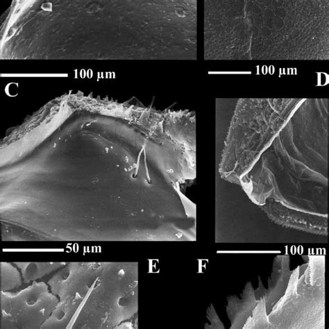 Dendrogram Classification Of Ostracod Faunas Produced By Cluster